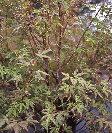 How Much Is A Large Japanese Maple Worth